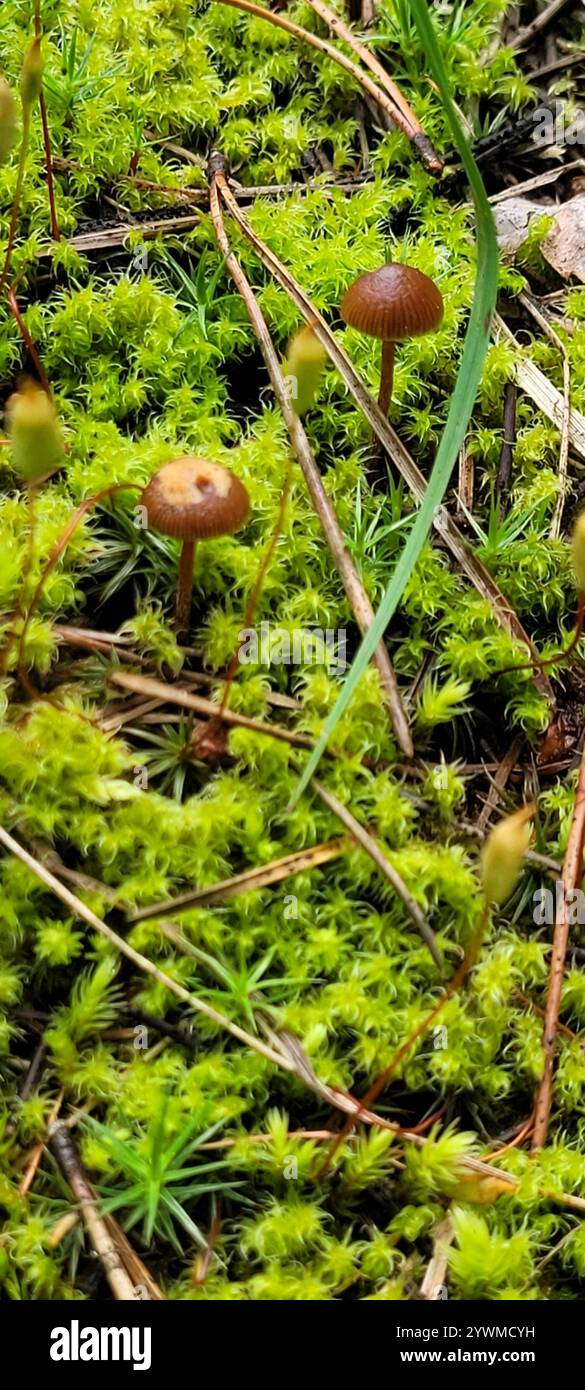 mountain moss deconica (Deconica montana Stock Photo - Alamy