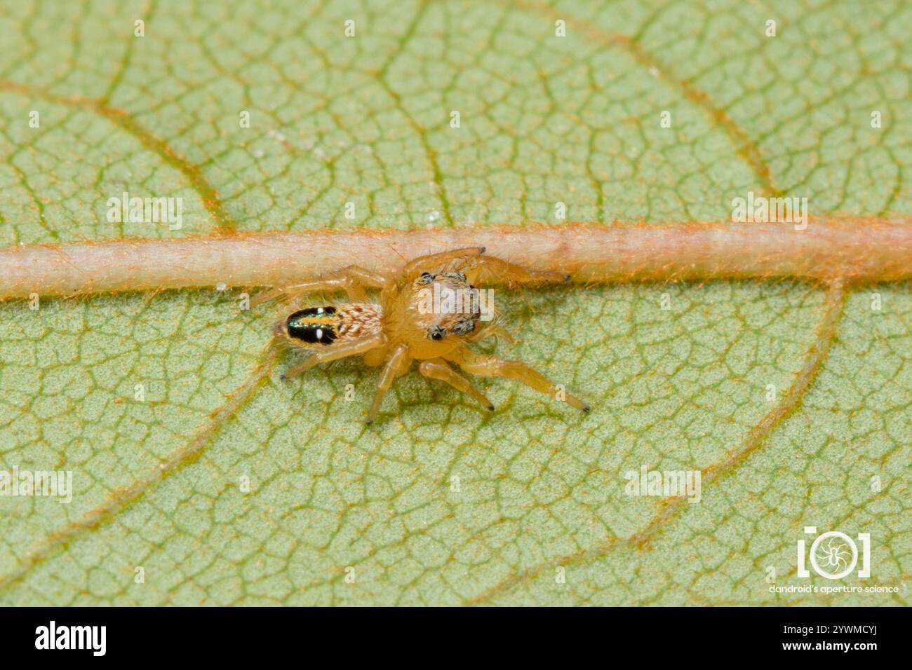 Cardinal Jumping Spider (Phidippus cardinalis Stock Photo - Alamy