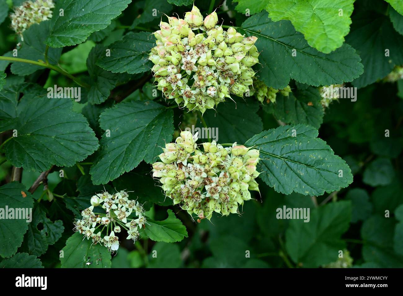 common ninebark (Physocarpus opulifolius Stock Photo - Alamy