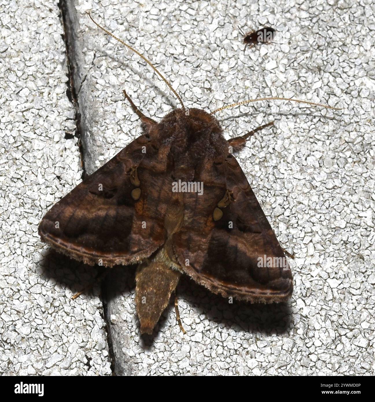 Common Looper Moth (Autographa precationis Stock Photo - Alamy