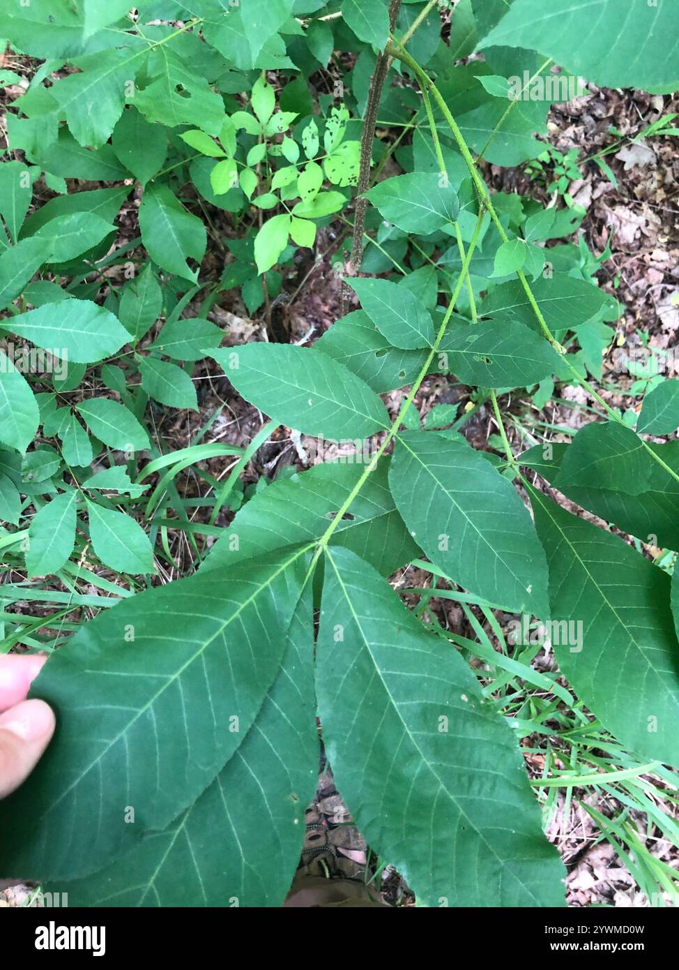 Shellbark Hickory (Carya laciniosa Stock Photo - Alamy