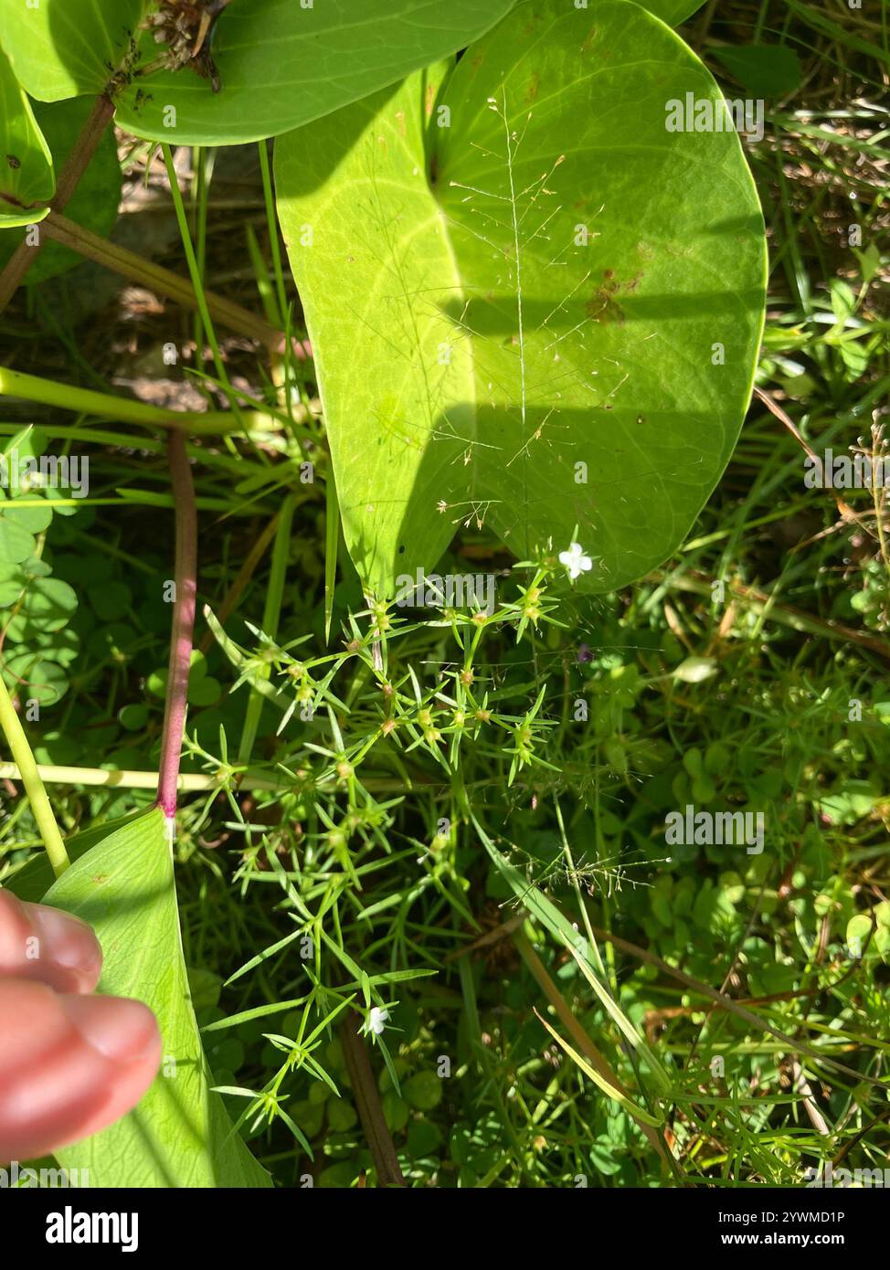 Rust Weed (Polypremum procumbens Stock Photo - Alamy
