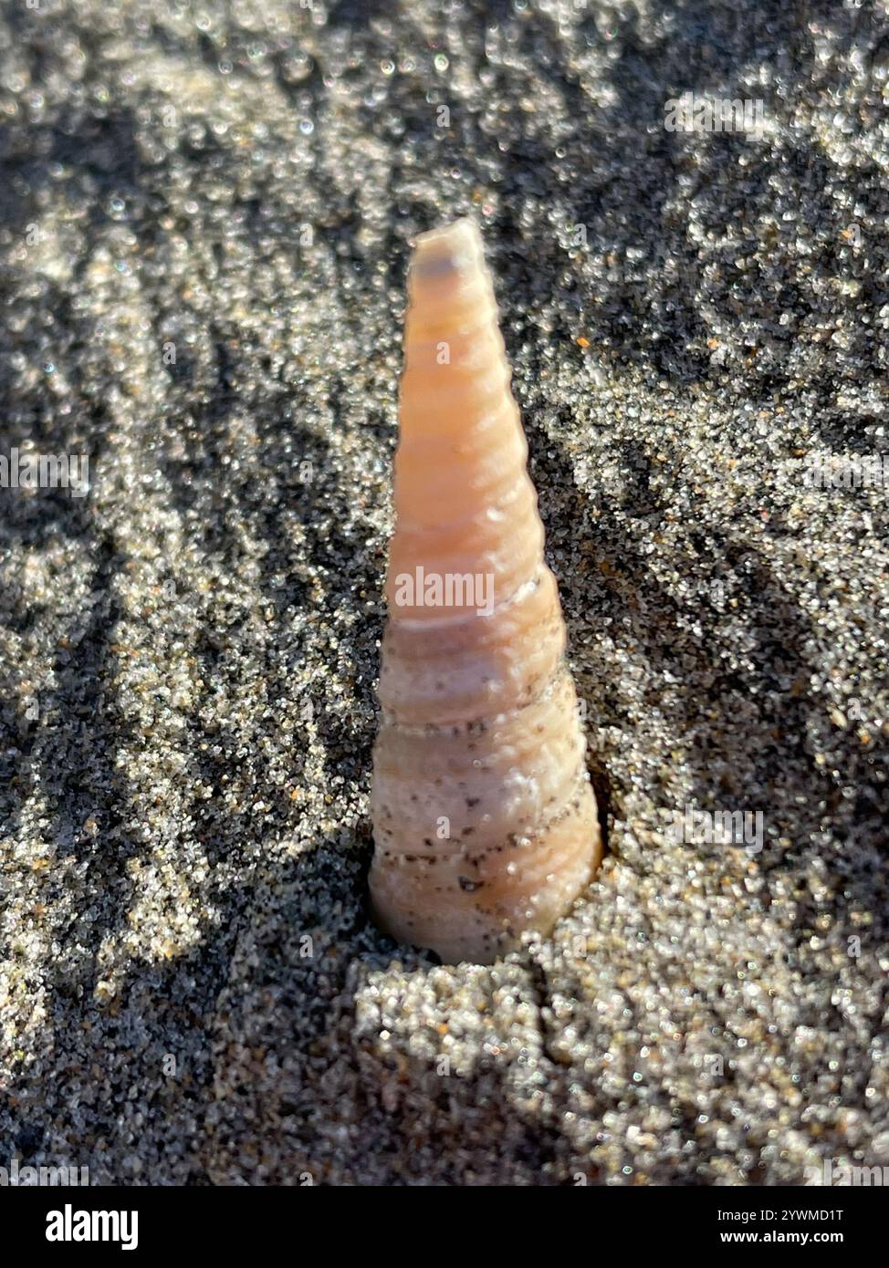 Cooper's Turret (Turritella cooperi Stock Photo - Alamy