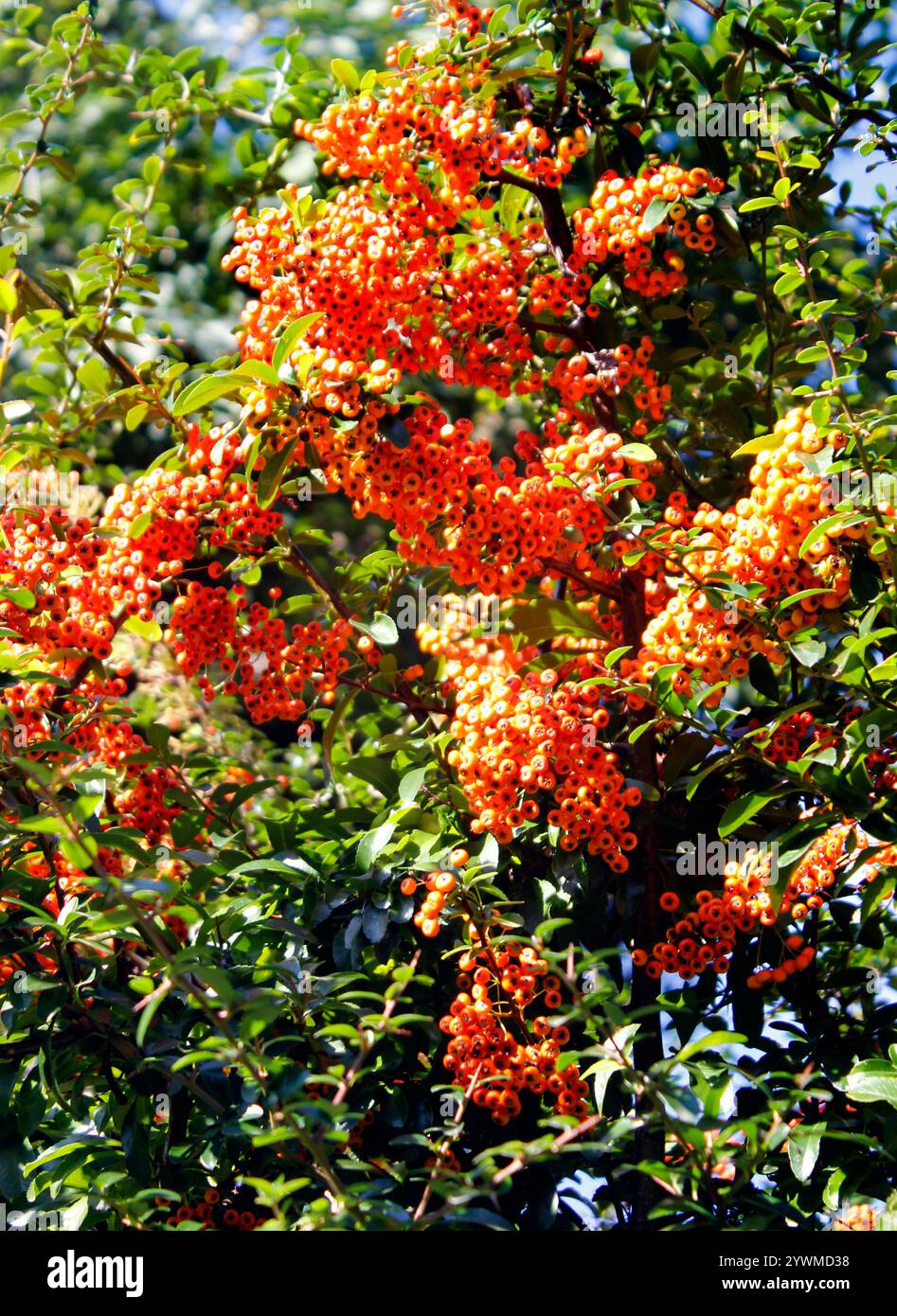 Pyrancantha Cadrow 'Red Column' Firethorn shrub Stock Photo - Alamy