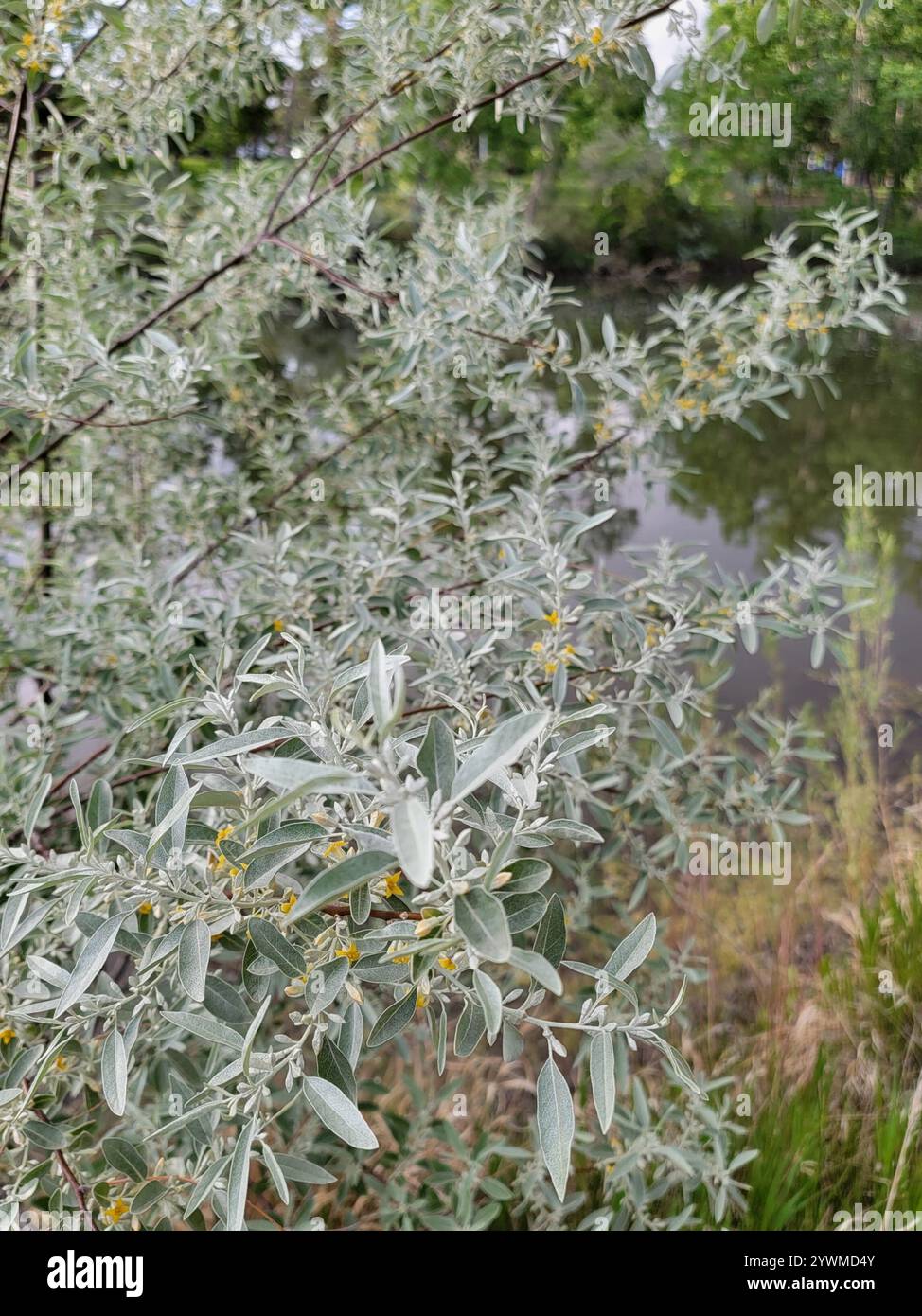 Russian olive (Elaeagnus angustifolia Stock Photo - Alamy