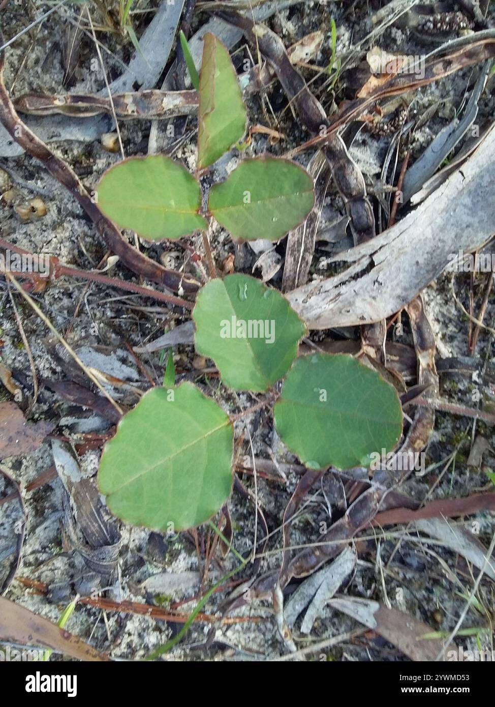 Running Postman (Kennedia prostrata Stock Photo - Alamy