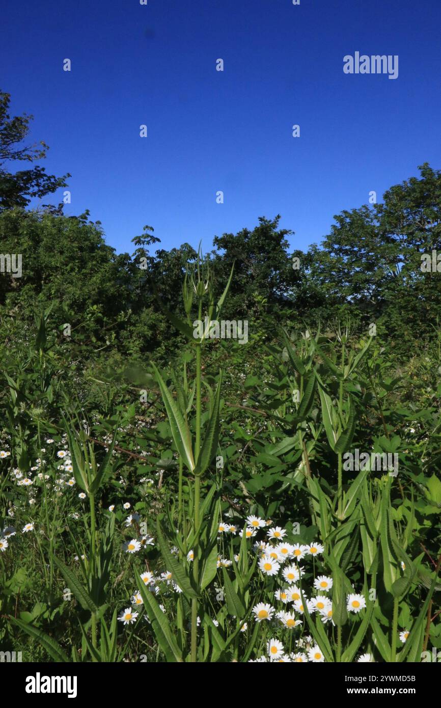 wild teasel (Dipsacus fullonum Stock Photo - Alamy