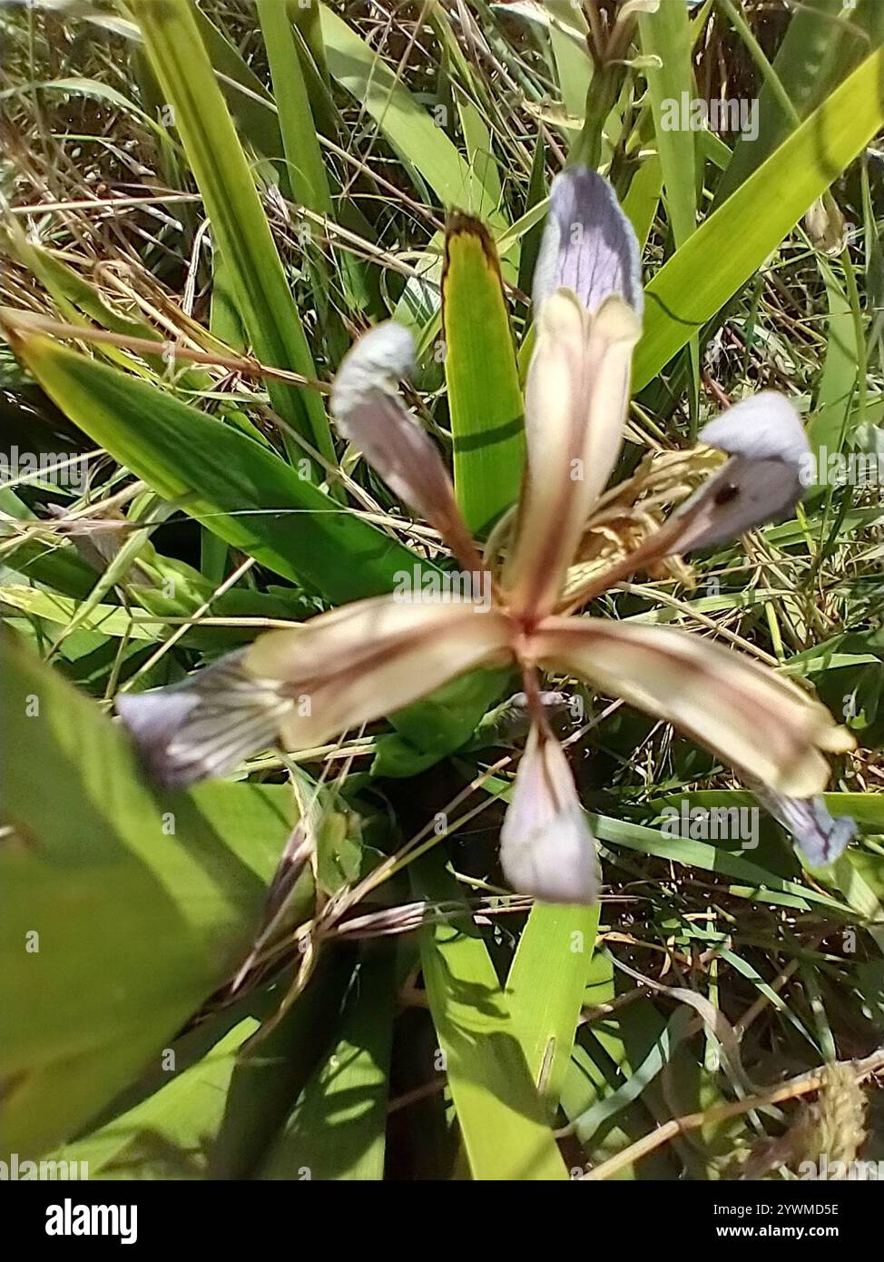 Stinking iris (Iris foetidissima Stock Photo - Alamy