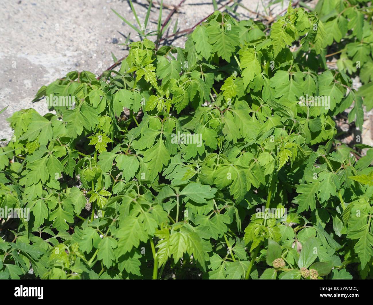 Lesser Balloon Vine (Cardiospermum halicacabum Stock Photo - Alamy
