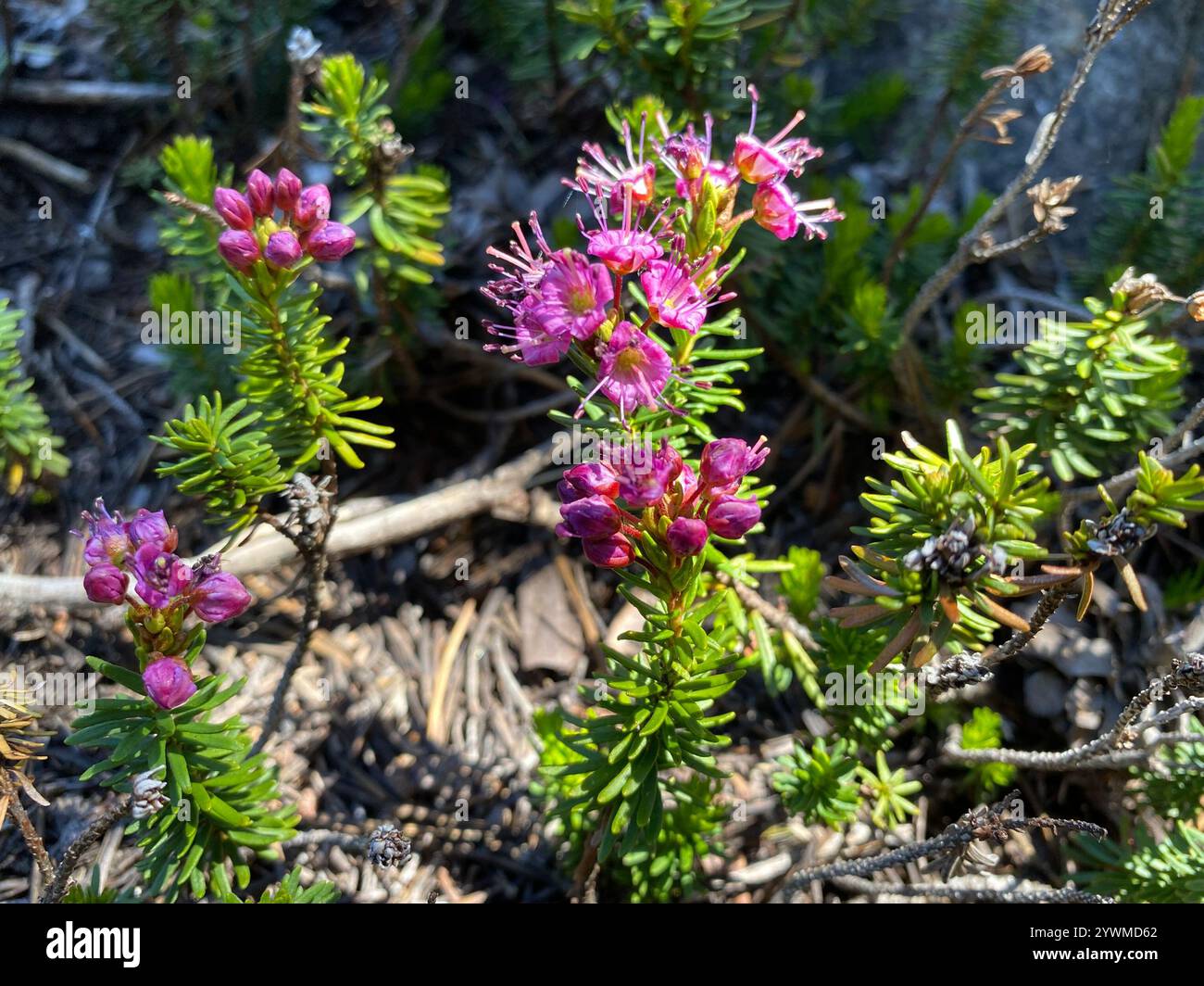 Purple Mountain-heath (Phyllodoce breweri Stock Photo - Alamy