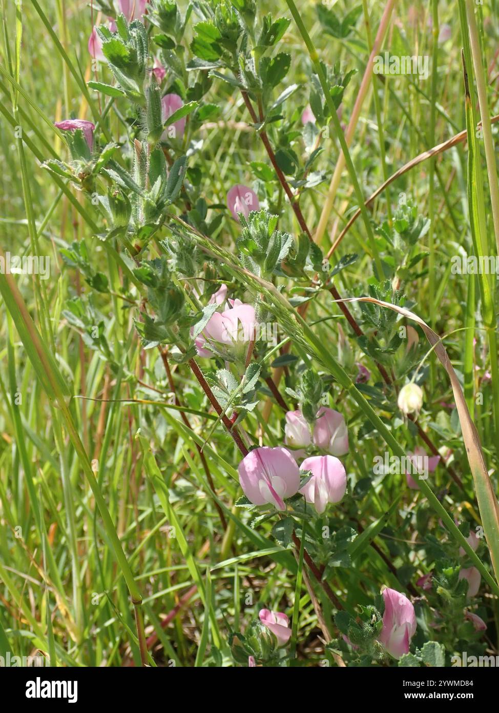 common restharrow (Ononis spinosa procurrens Stock Photo - Alamy