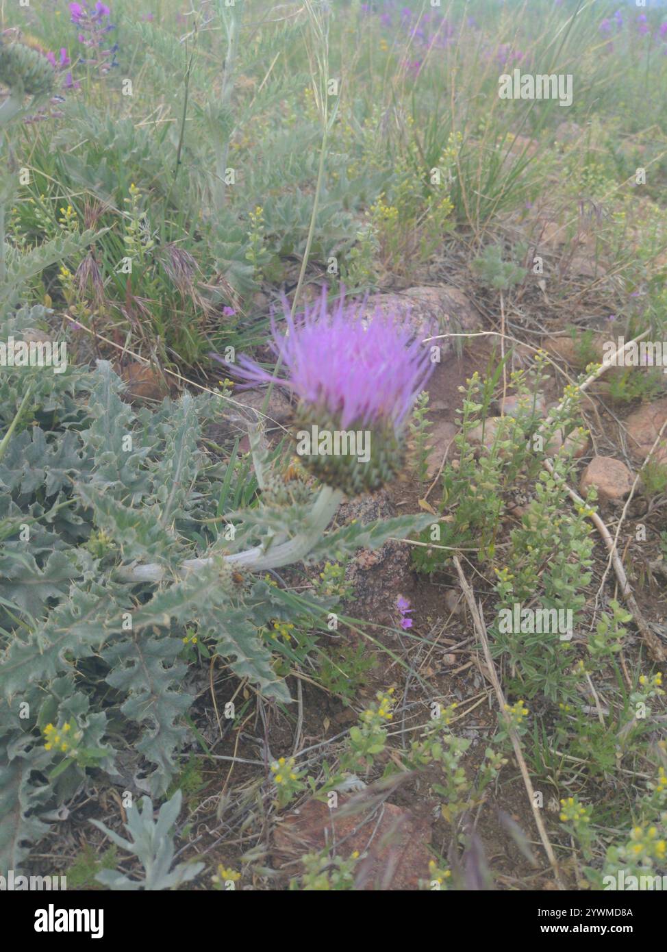 wavyleaf thistle (Cirsium undulatum Stock Photo - Alamy