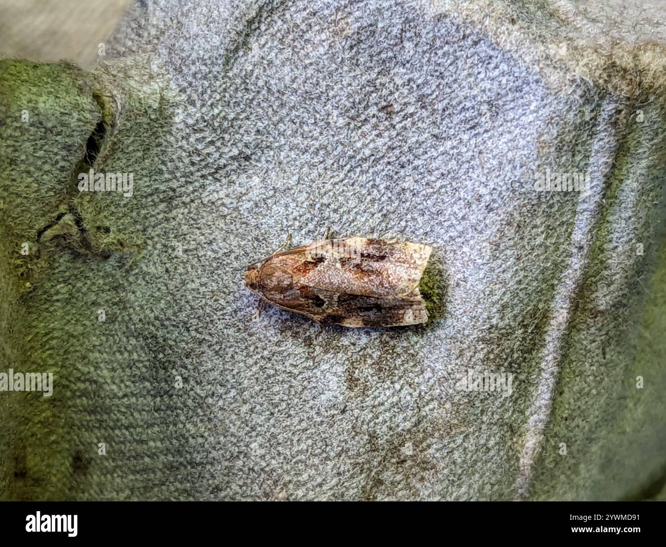Variegated Golden Tortrix (Archips xylosteana Stock Photo - Alamy