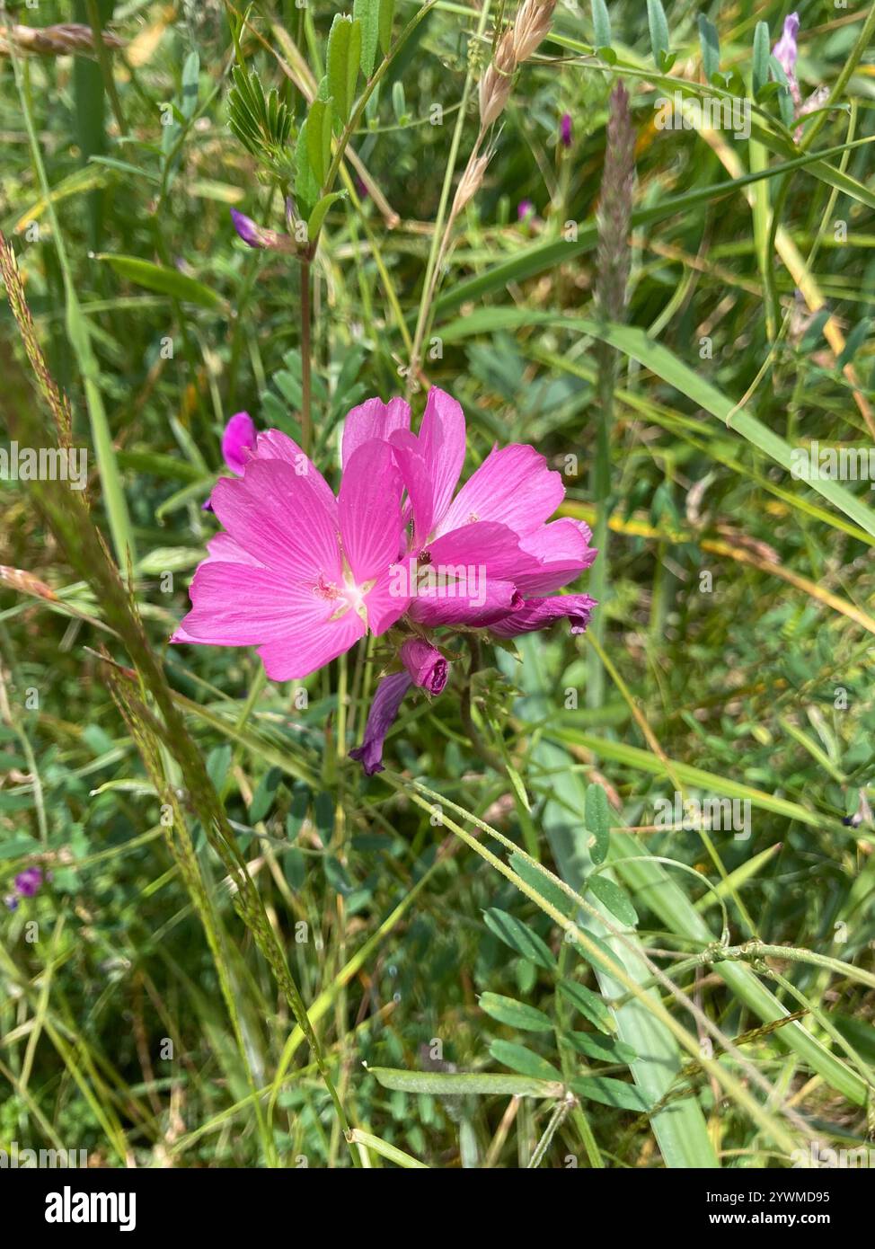 Henderson's Checker-mallow (Sidalcea hendersonii Stock Photo - Alamy