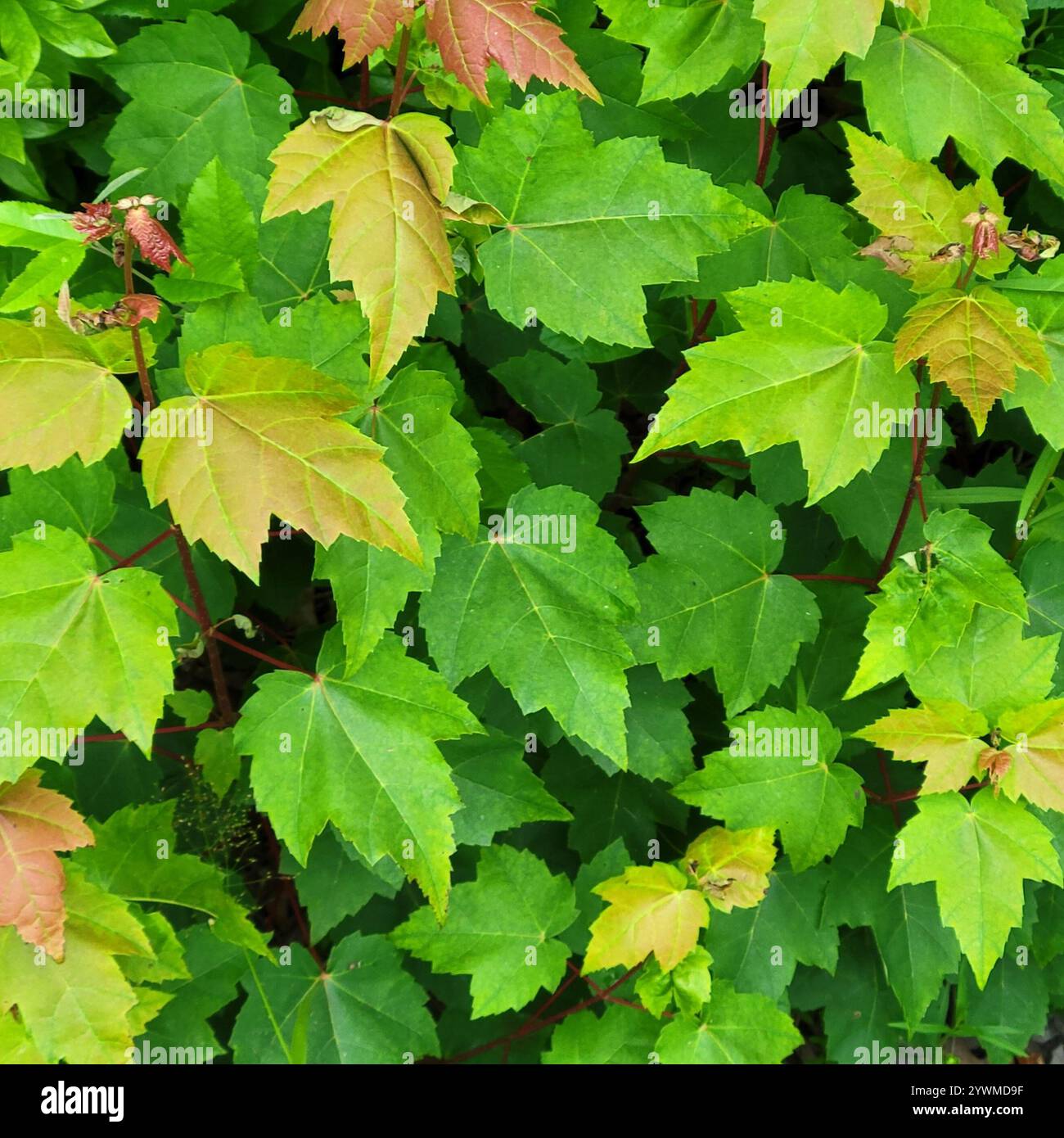 red maple (Acer rubrum Stock Photo - Alamy