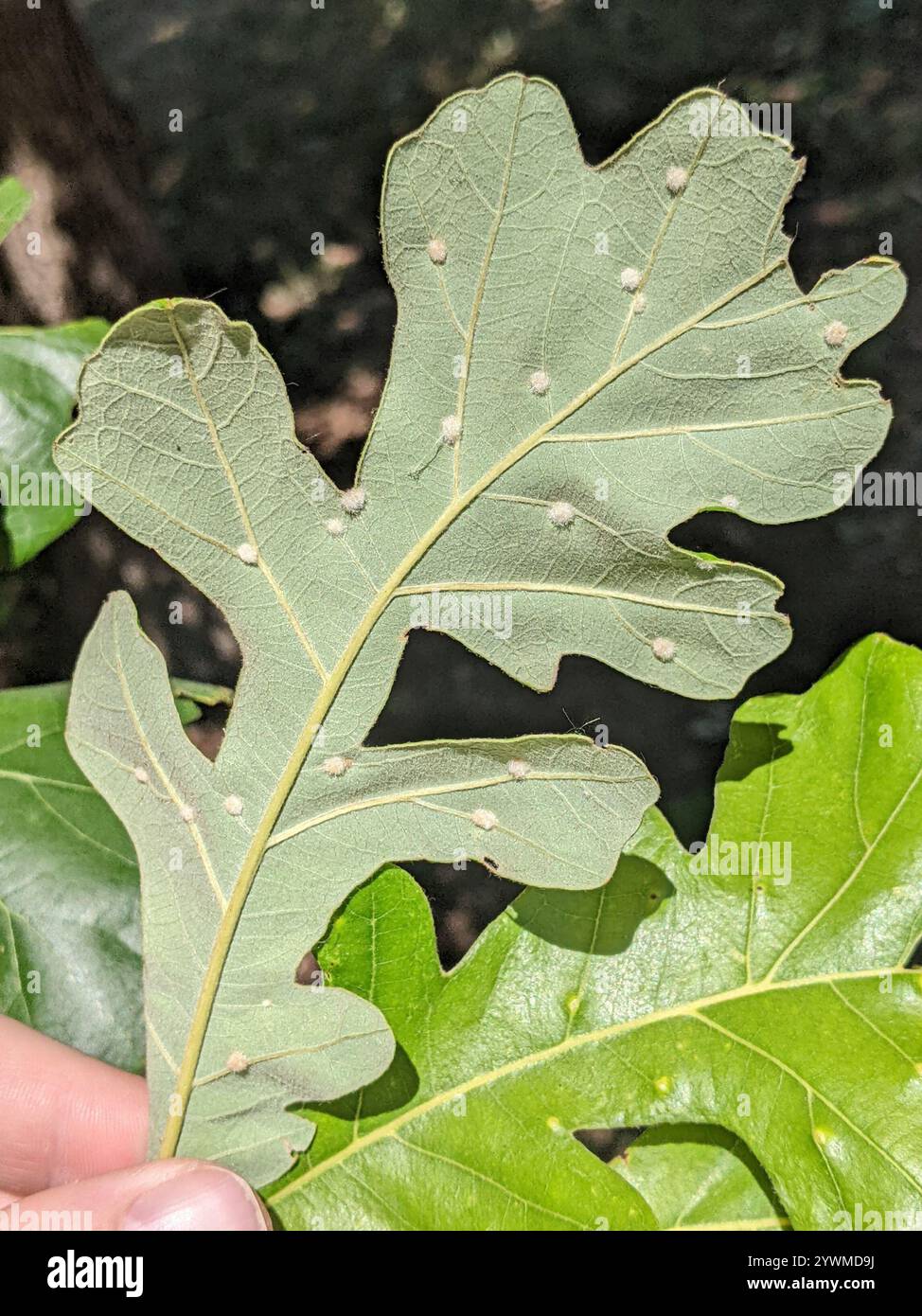 oak flake gall wasp (Neuroterus quercusverrucarum Stock Photo - Alamy