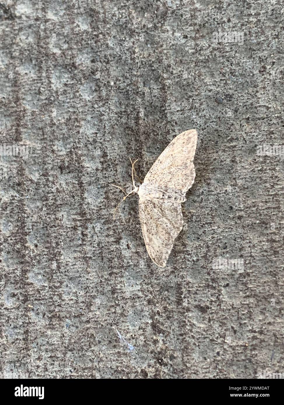 Small Dusty Wave (Idaea seriata Stock Photo - Alamy