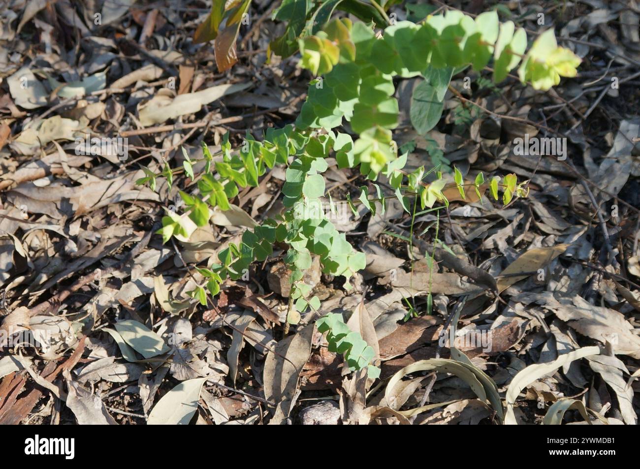 spiny bush-pea (Pultenaea spinosa Stock Photo - Alamy