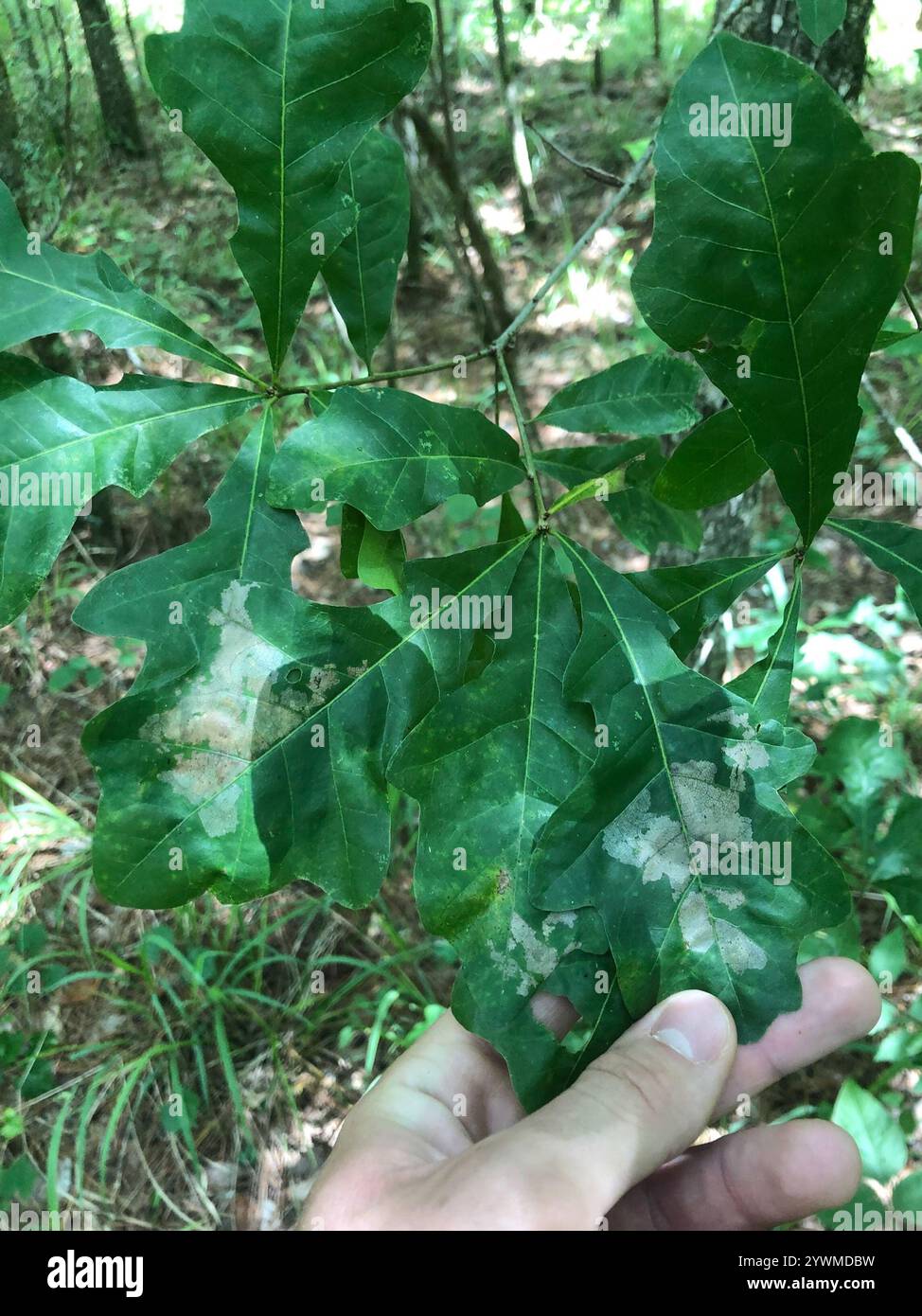 bastard oak (Quercus sinuata Stock Photo - Alamy