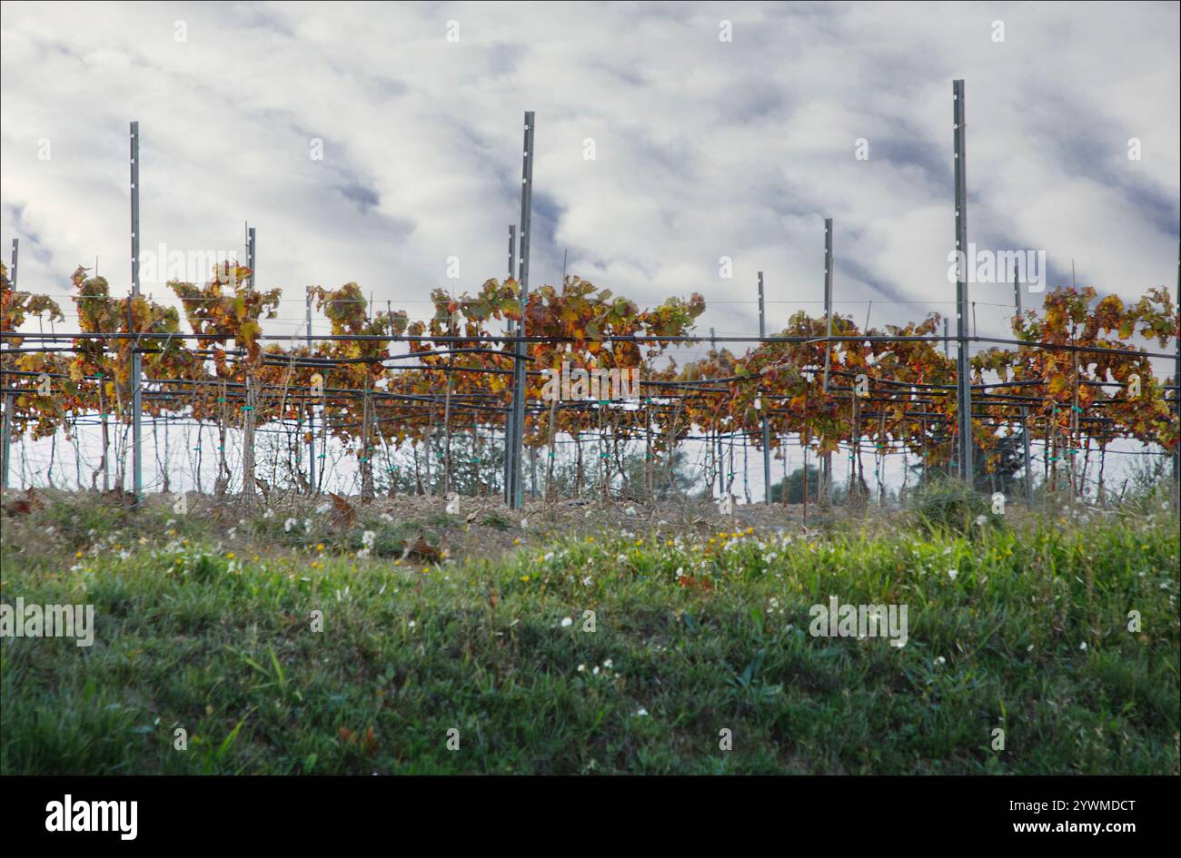 Priorat, Spain - December 10th 2024 - Tall and thin young vines still ...