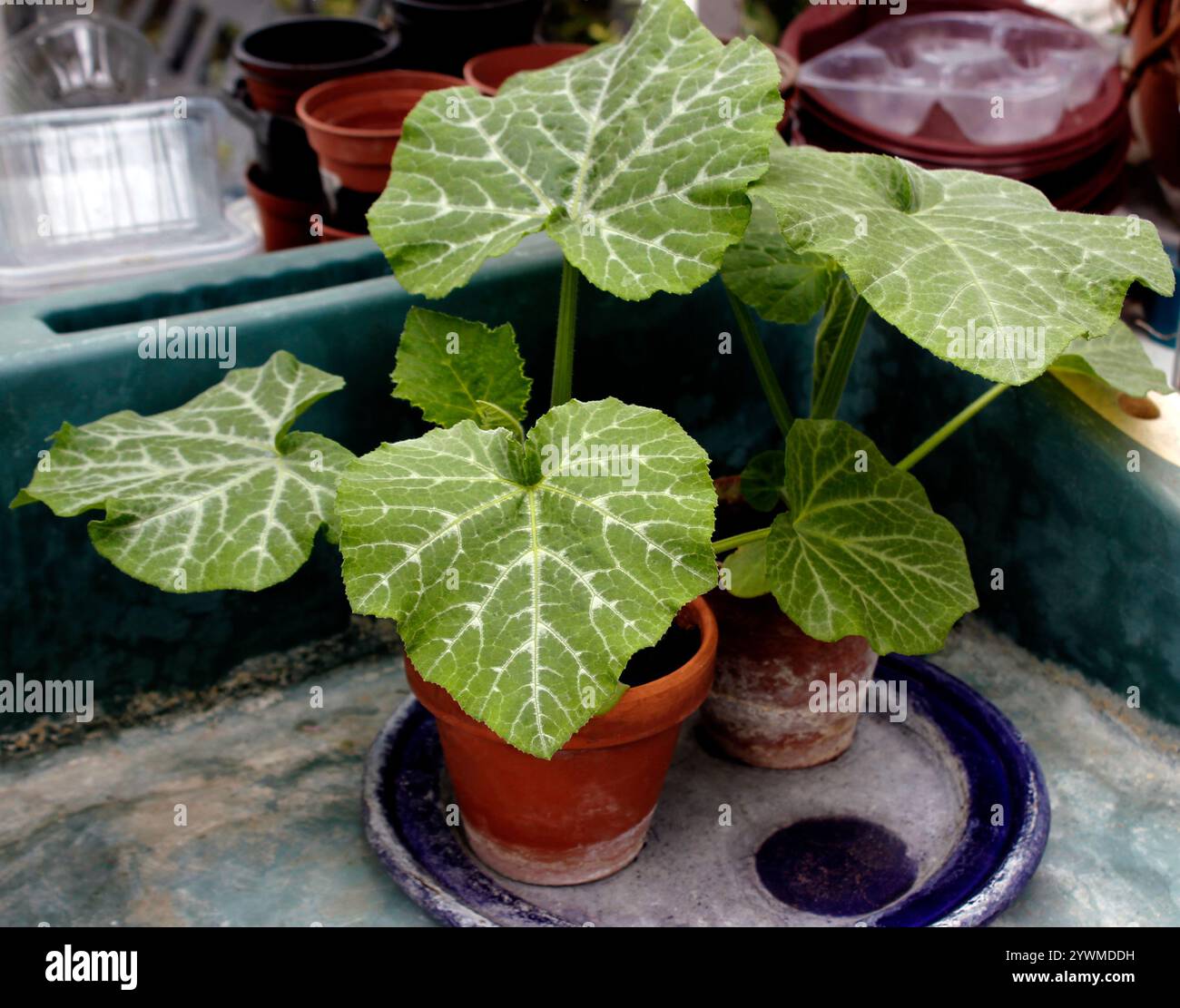 Two butternut squash growing strongly germinated from seed Stock Photo ...