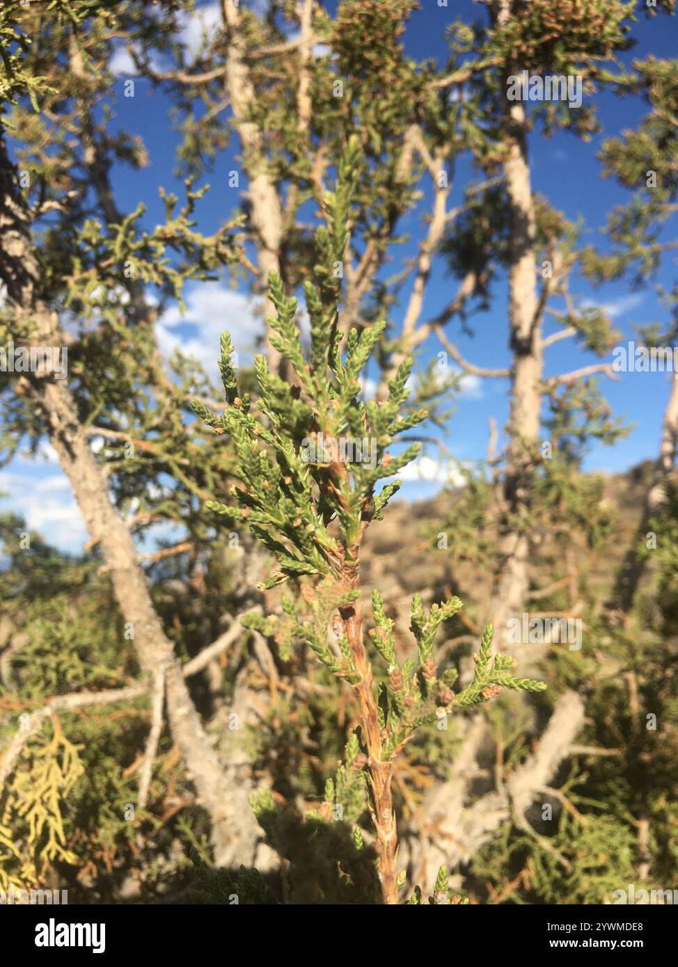 One-seed Juniper (Juniperus monosperma Stock Photo - Alamy