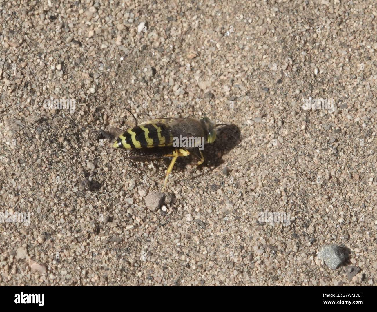 American Sand Wasp (Bembix americana Stock Photo - Alamy