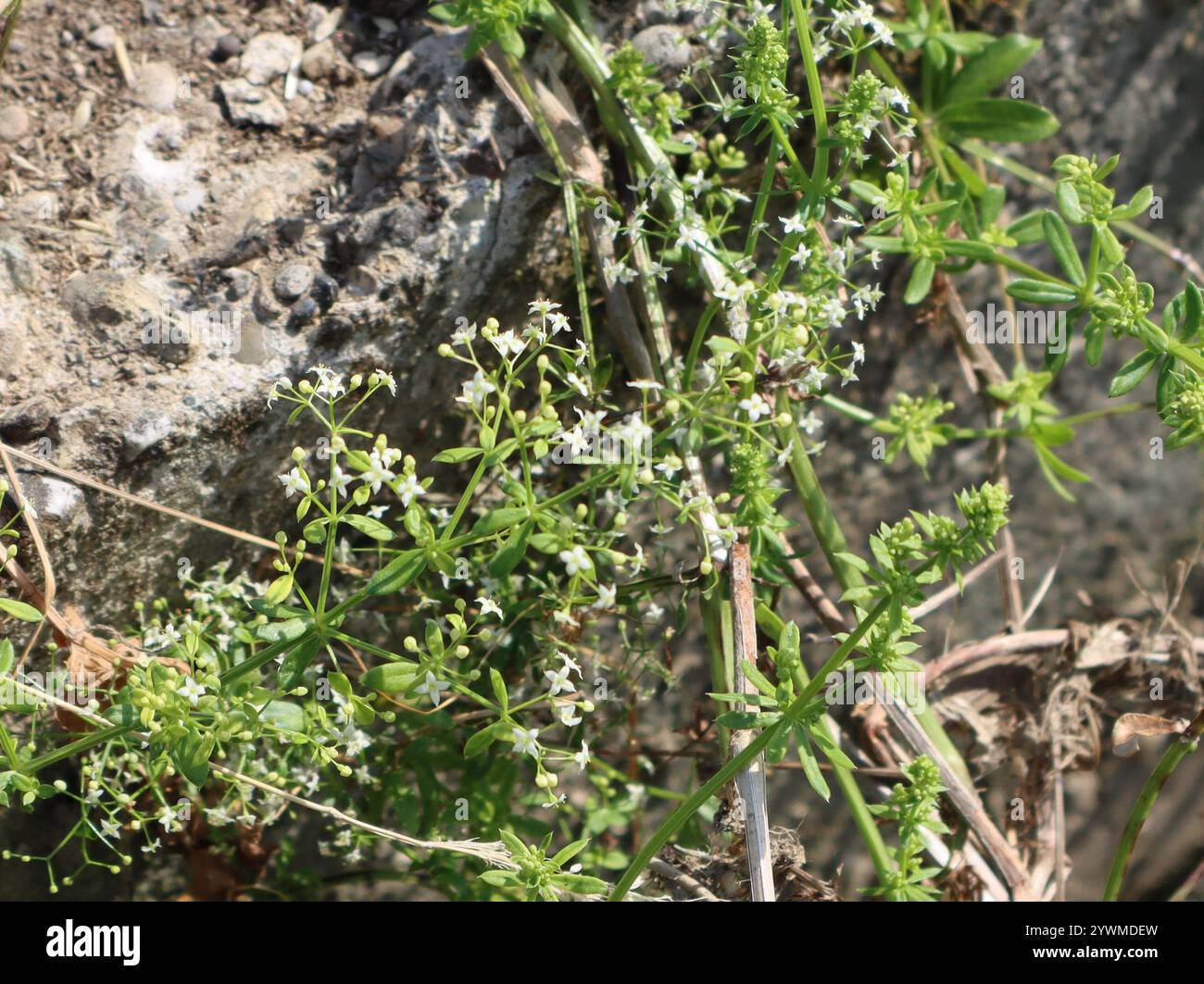 white bedstraw (Galium album Stock Photo - Alamy