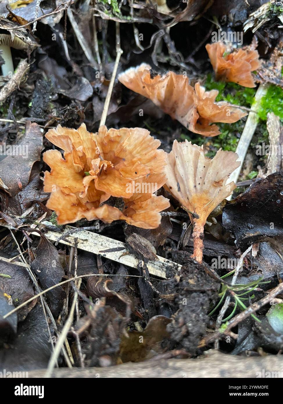 Wine Glass Fungus (Podoscypha petalodes Stock Photo - Alamy