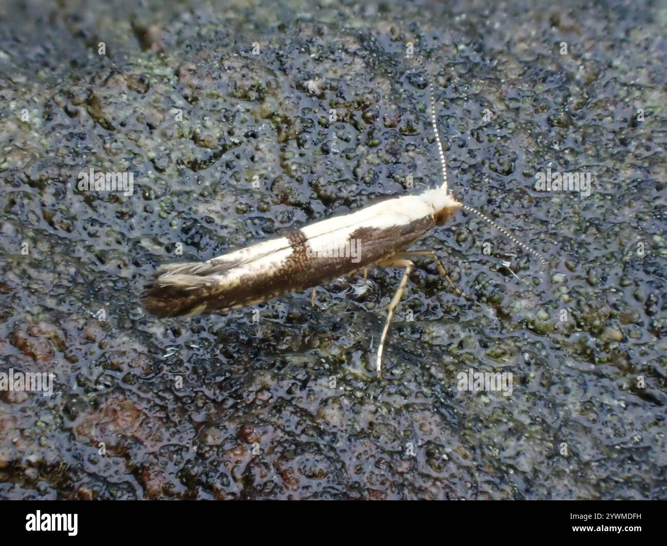 Apple Fruit Moth (Argyresthia conjugella Stock Photo - Alamy