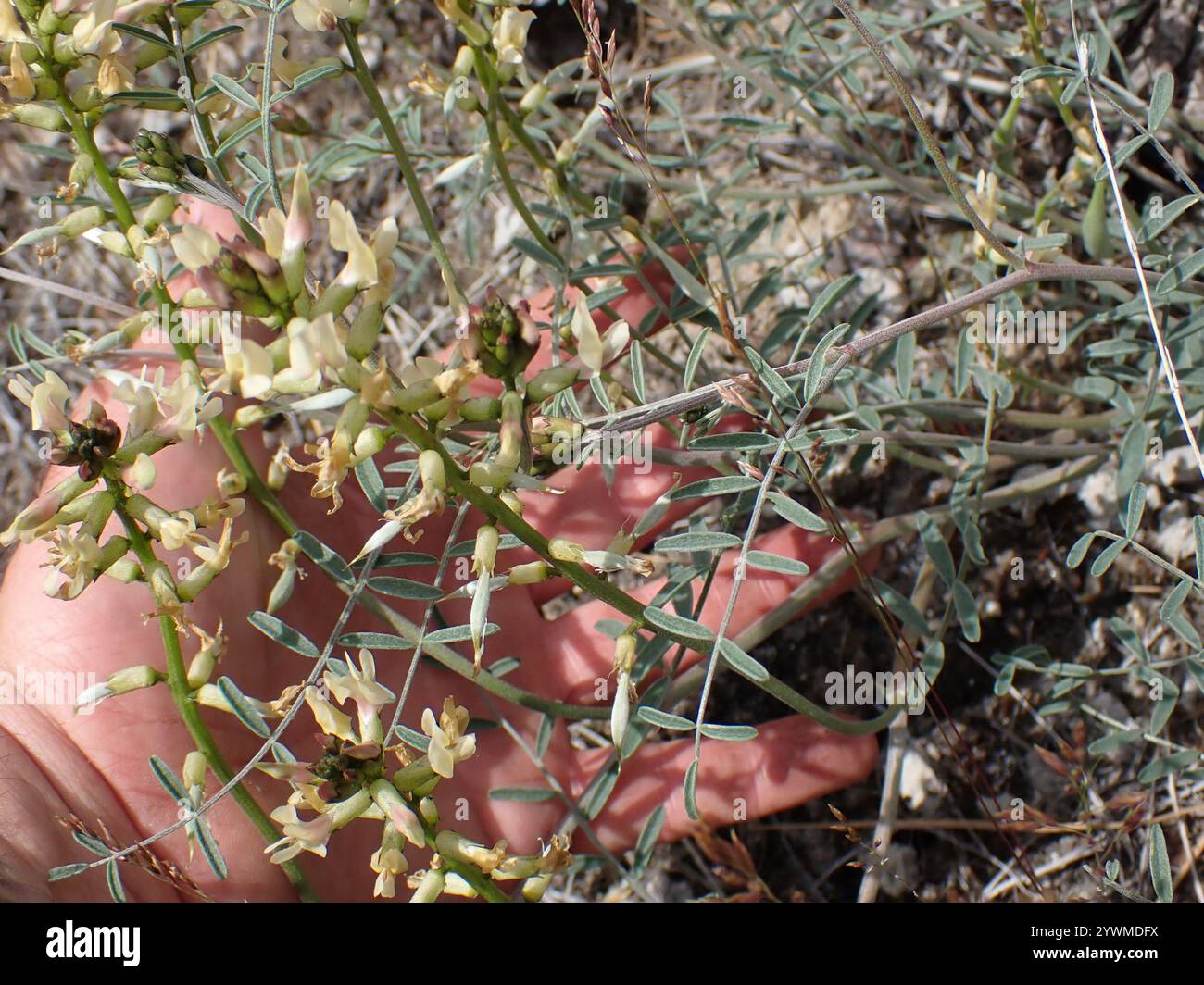 Woody-pod Milkvetch (Astragalus sclerocarpus Stock Photo - Alamy