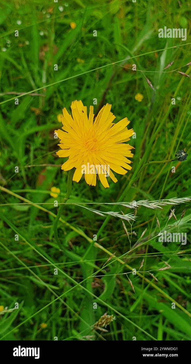 Rough Hawkbit (Leontodon hispidus Stock Photo - Alamy