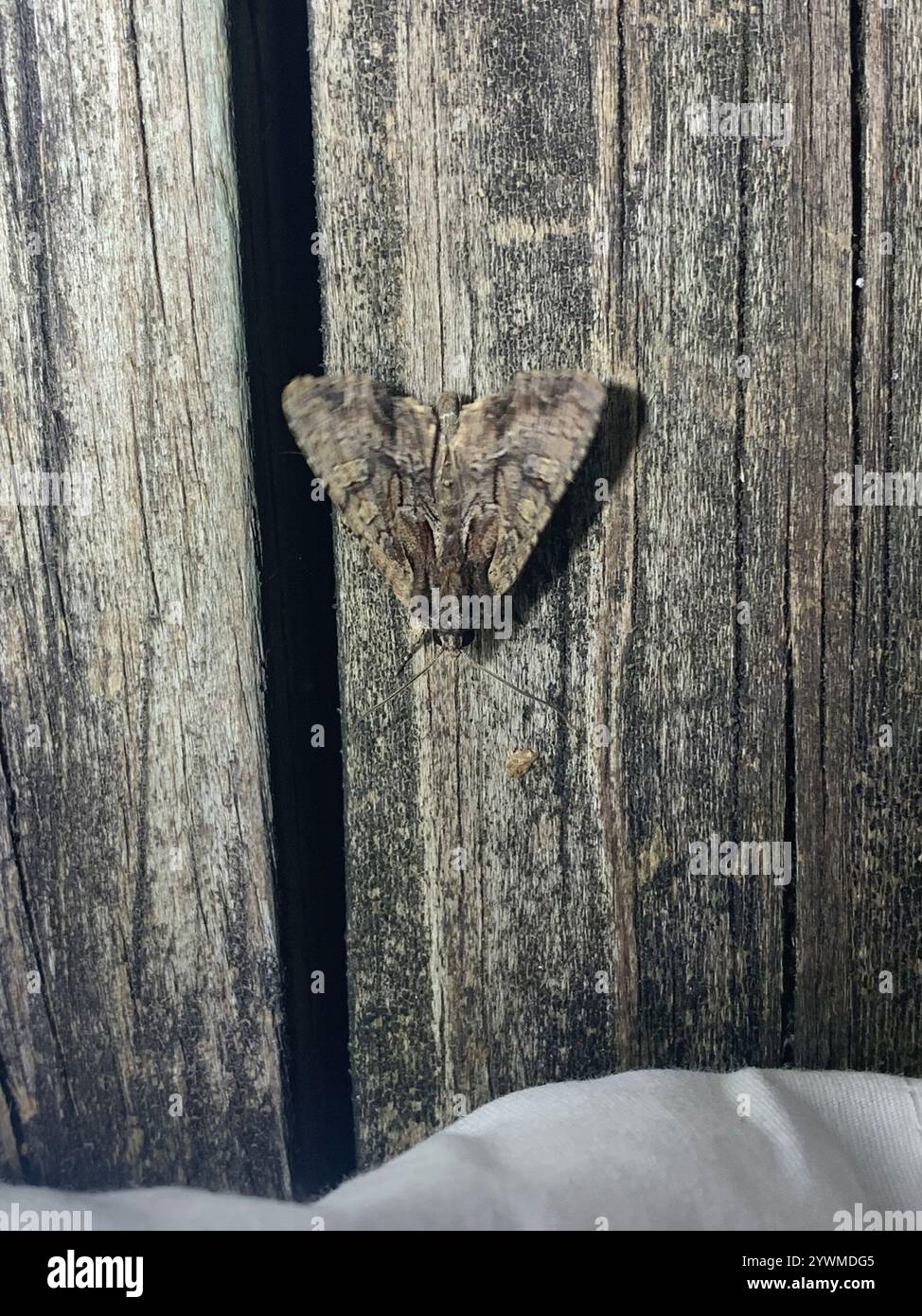 Cutworms and Dart Moths (Noctuinae Stock Photo - Alamy