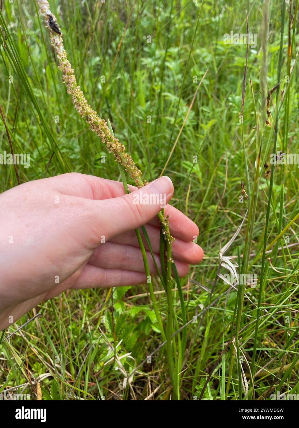 common arrowgrass (Triglochin maritima Stock Photo - Alamy