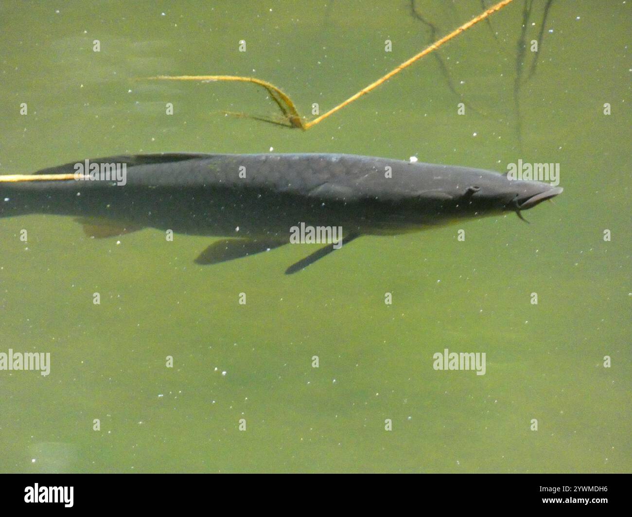 European Carp (Cyprinus carpio Stock Photo - Alamy
