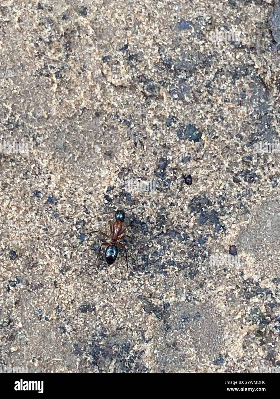 Texas Carpenter Ant (Camponotus texanus Stock Photo - Alamy