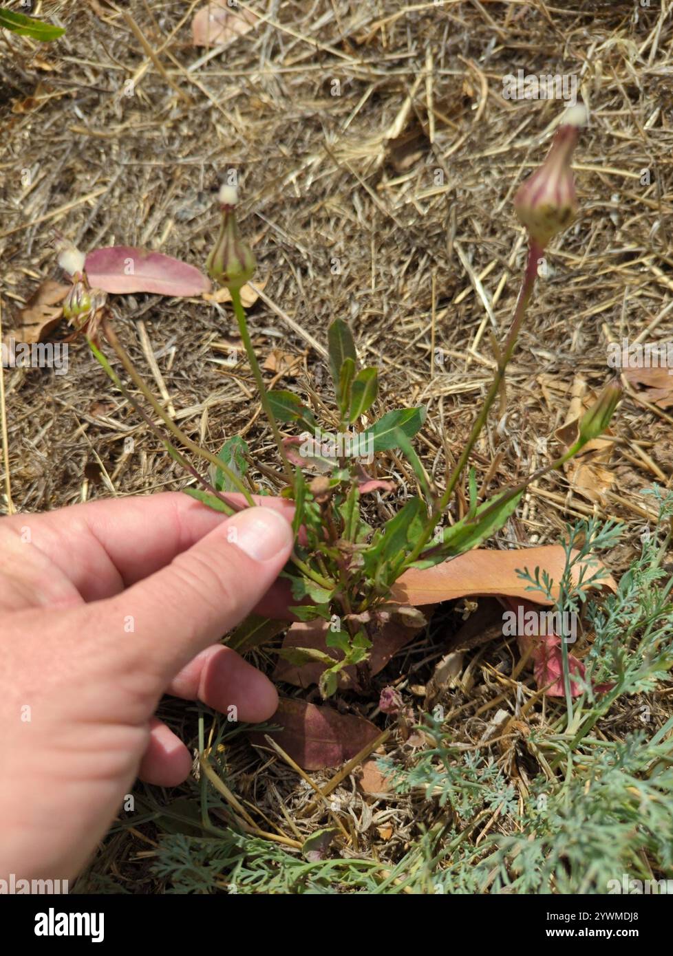 False Hawkbit (Urospermum picroides Stock Photo - Alamy