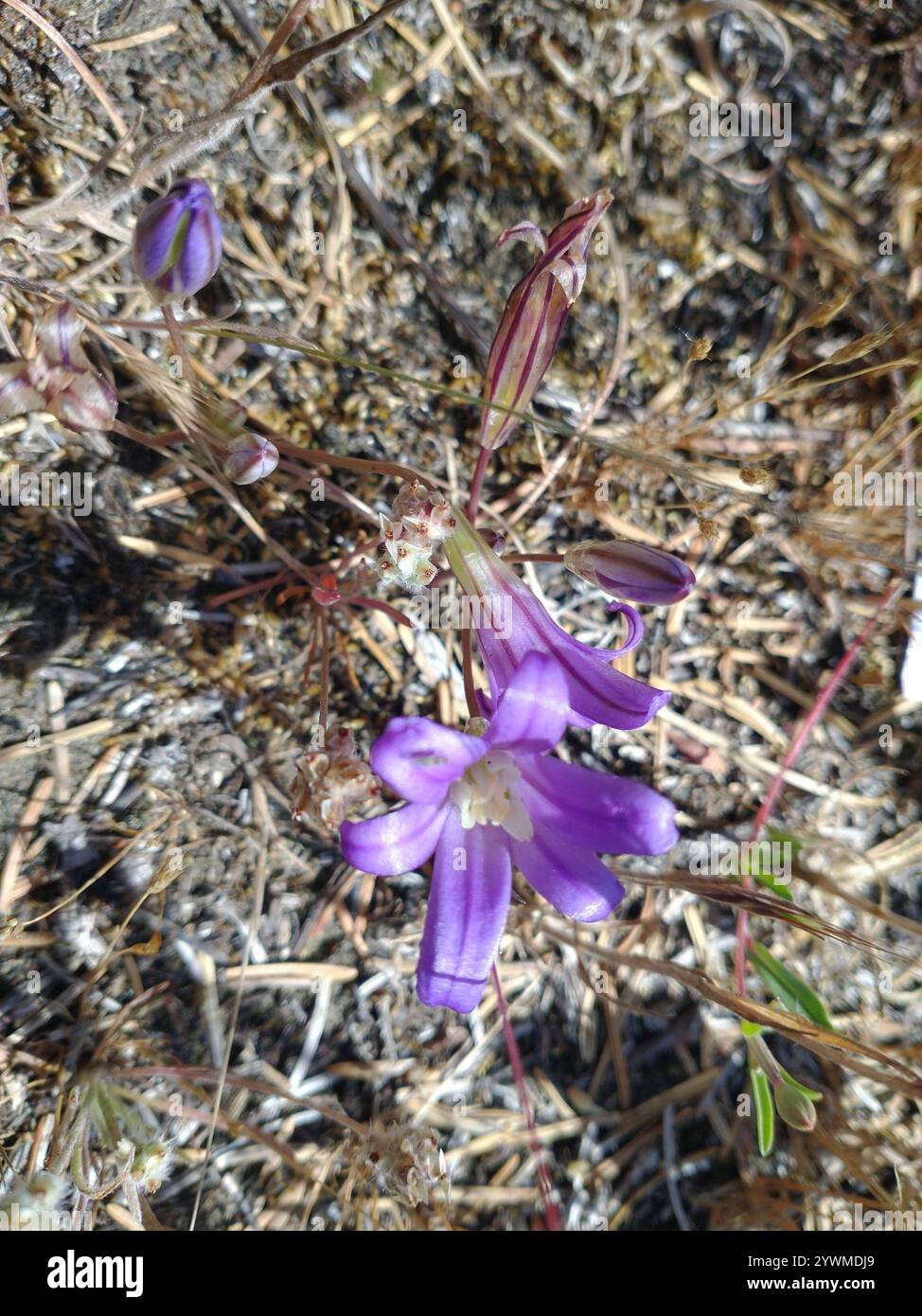 Dwarf Brodiaea (Brodiaea terrestris Stock Photo - Alamy