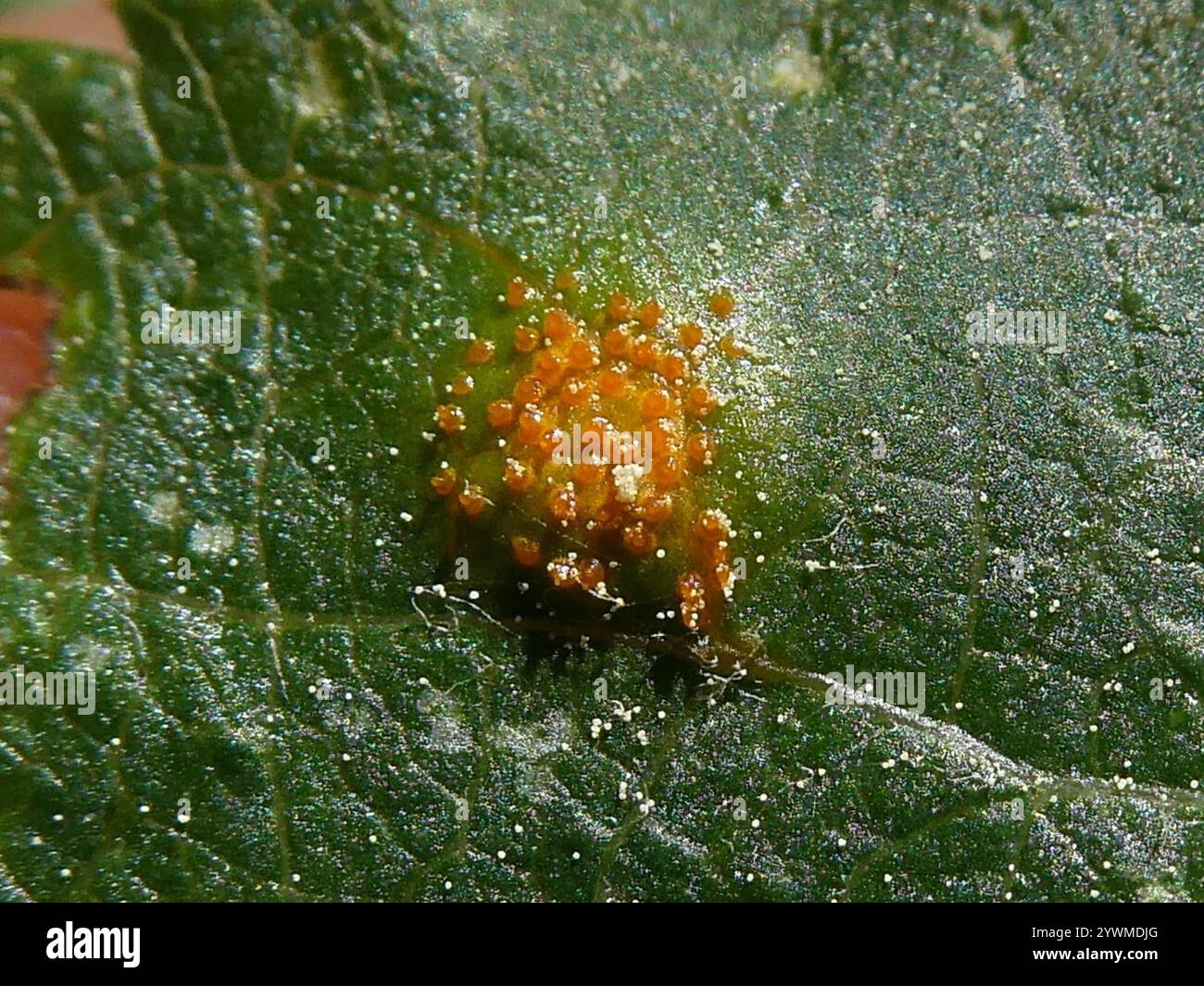 rust fungi (Pucciniales Stock Photo - Alamy