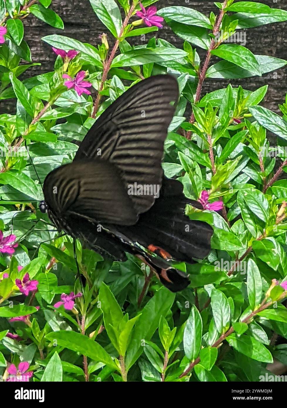 Spangle swallowtail hi-res stock photography and images - Alamy