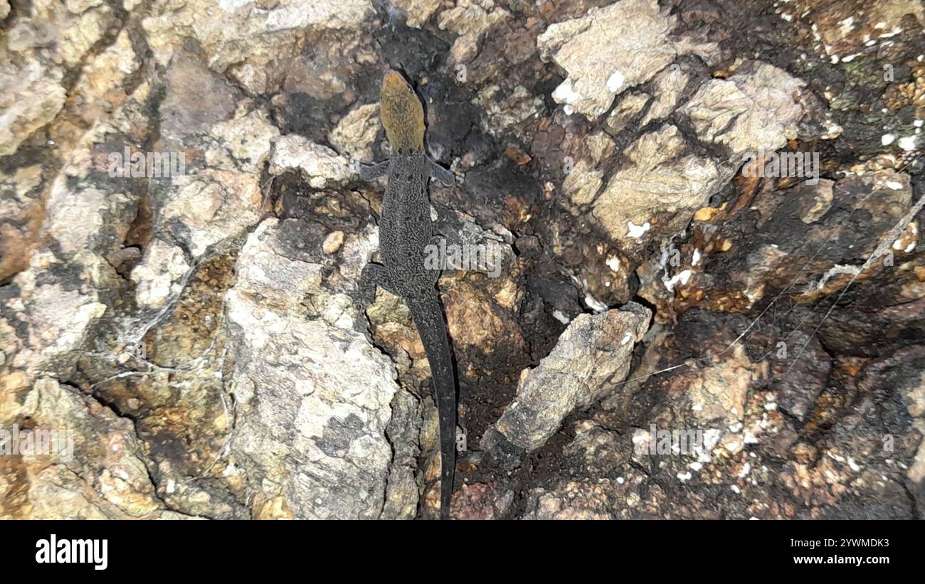 Yellow-headed Gecko (Gonatodes albogularis Stock Photo - Alamy