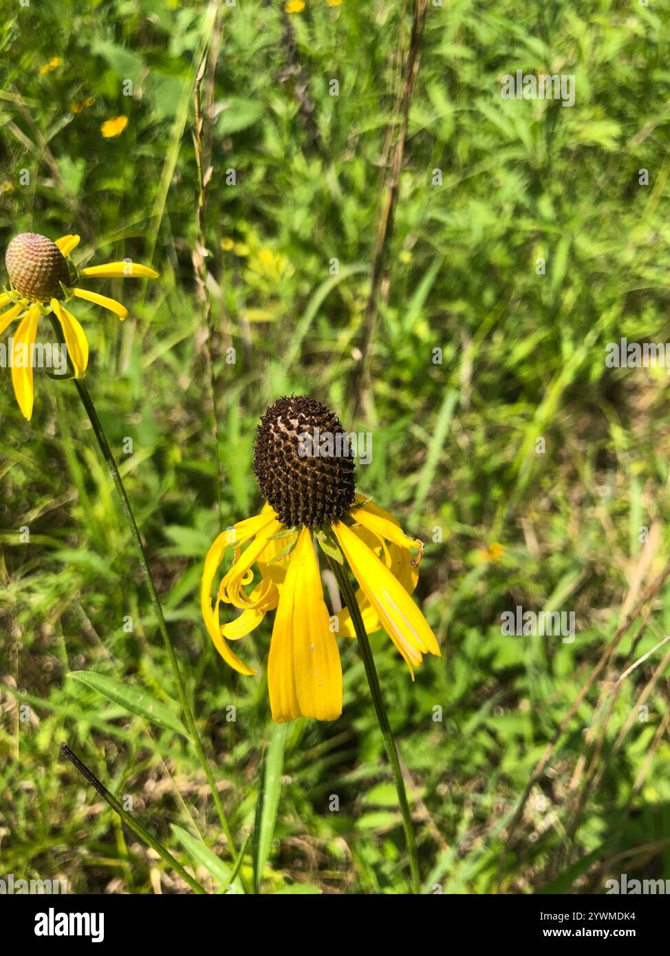 grey-headed coneflower (Ratibida pinnata Stock Photo - Alamy