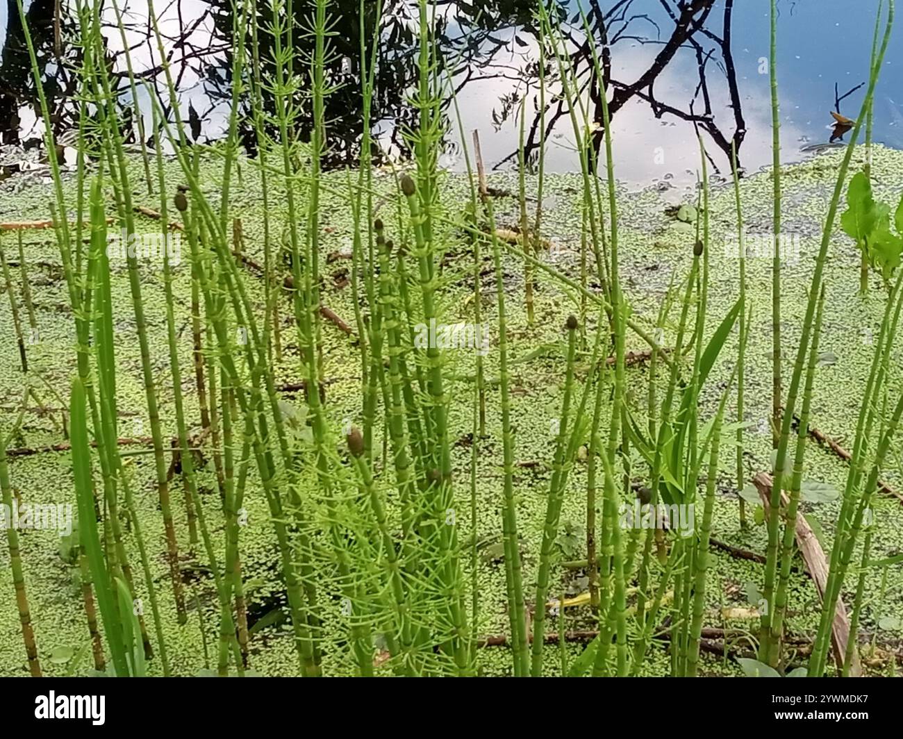 water horsetail (Equisetum fluviatile Stock Photo - Alamy