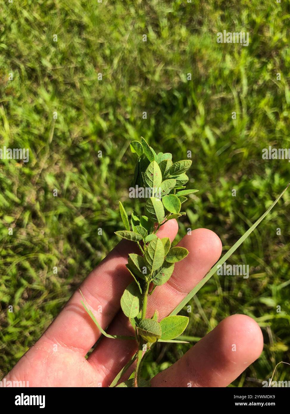 Little-leaf Tick-clover (Desmodium ciliare Stock Photo - Alamy