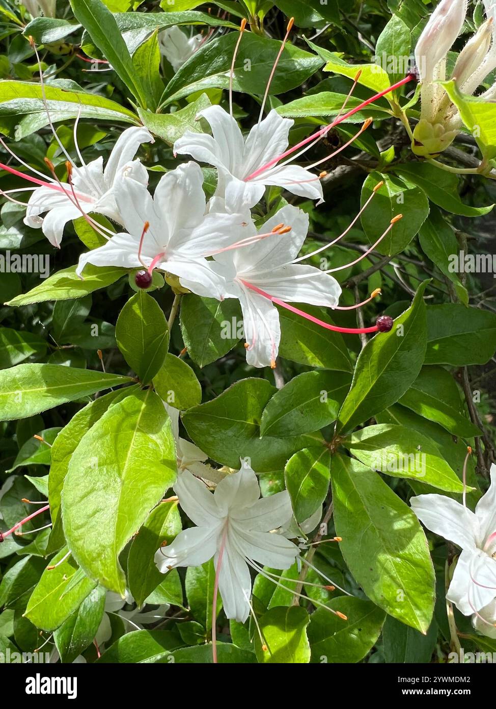 swamp azalea (Rhododendron viscosum Stock Photo - Alamy