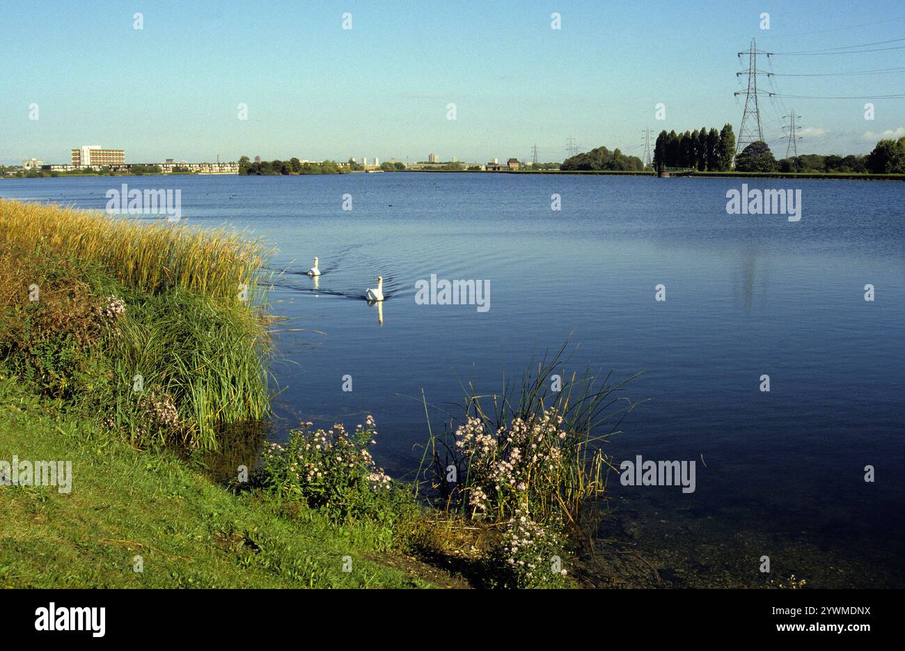 Urban reservoir with Mute Swans, Warwick Reservoir, Lea Valley, north ...
