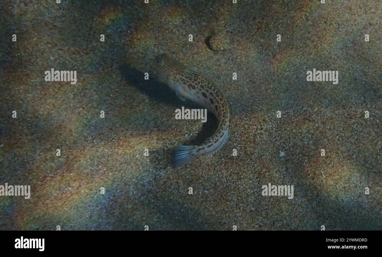 Spotted Weever (Trachinus araneus Stock Photo - Alamy