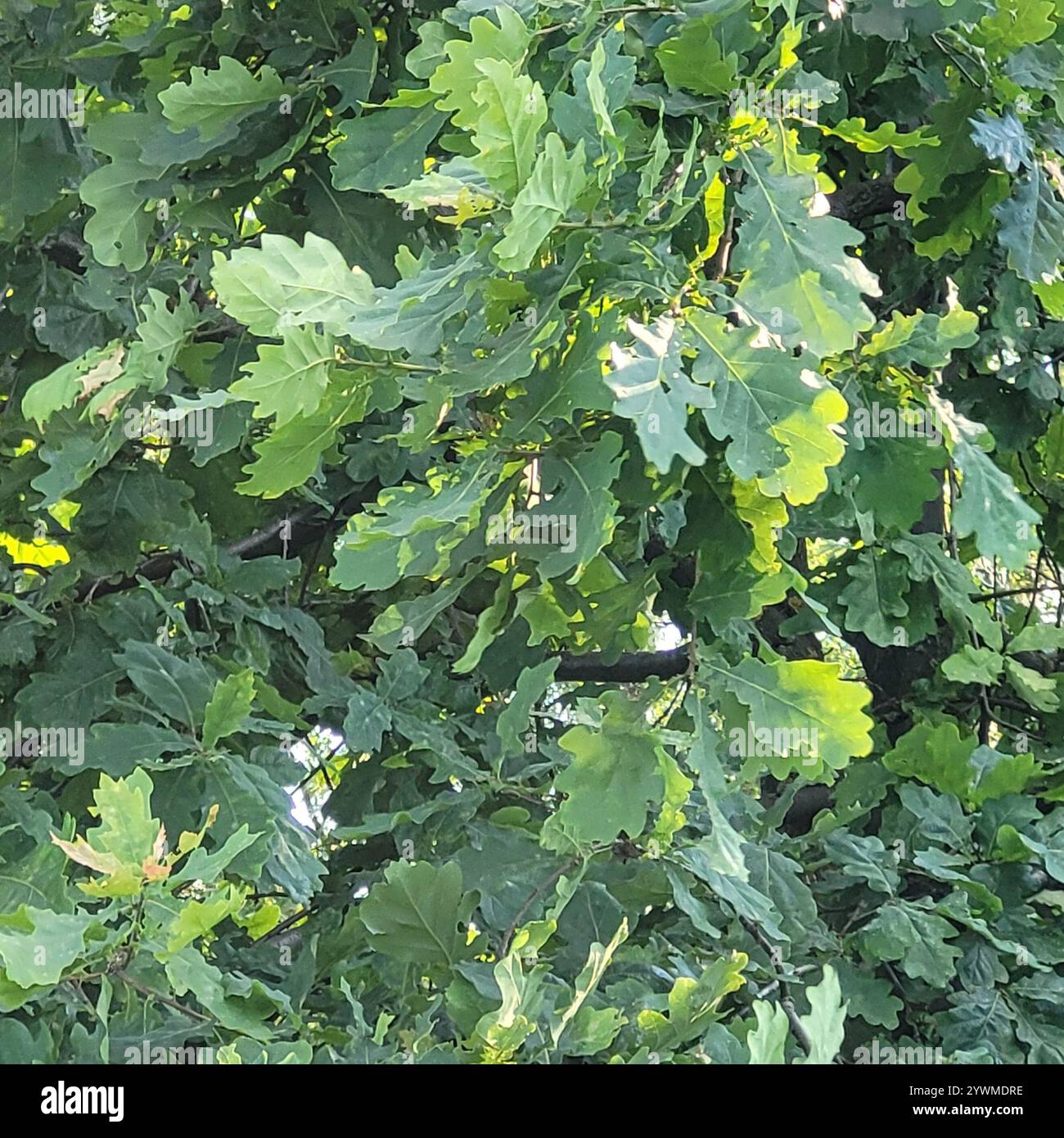 English oak (Quercus robur Stock Photo - Alamy