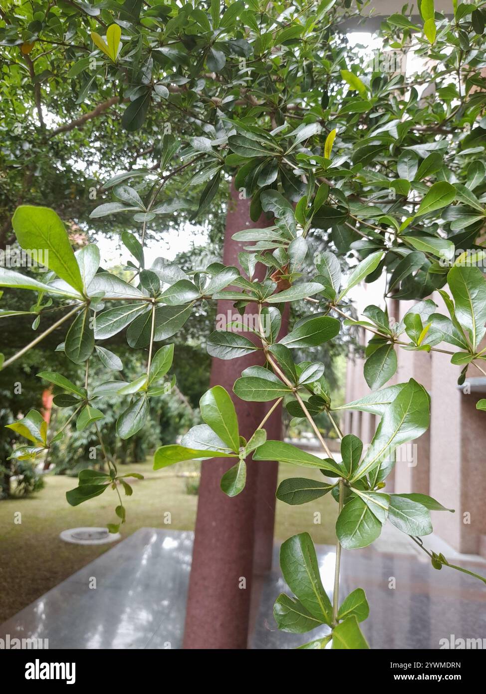 Madagascar almond (Terminalia mantaly Stock Photo - Alamy