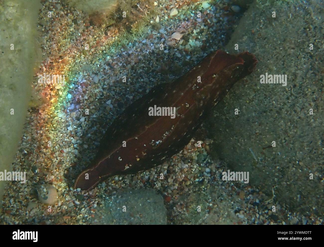 Sooty Seahare (Aplysia fasciata Stock Photo - Alamy